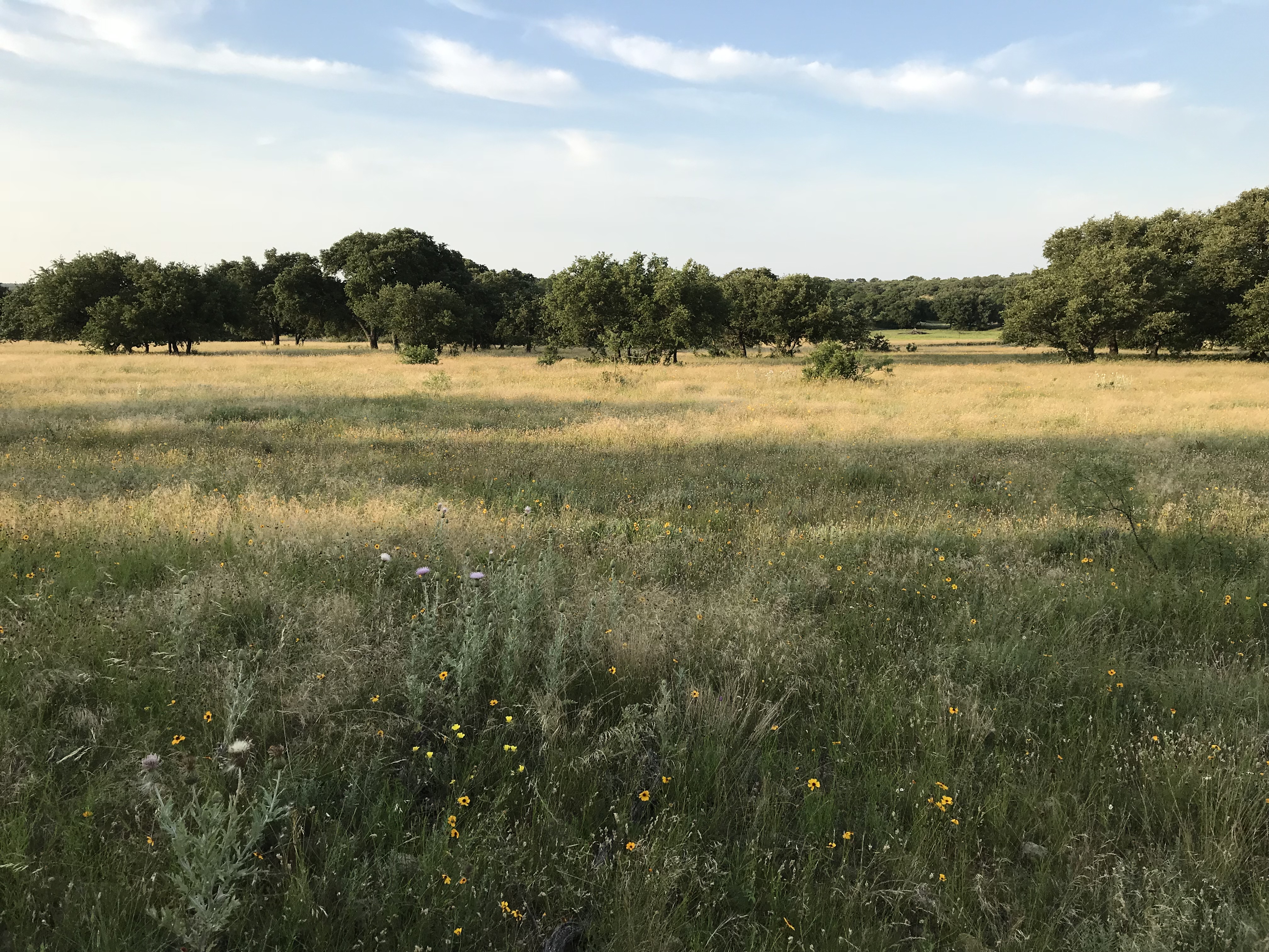 Comanche Springs Ranch | Lee, Lee & Puckitt Associates, Inc.