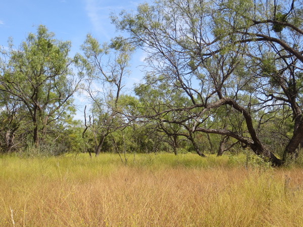 Nolan County Ranch | Lee, Lee & Puckitt Associates, Inc.