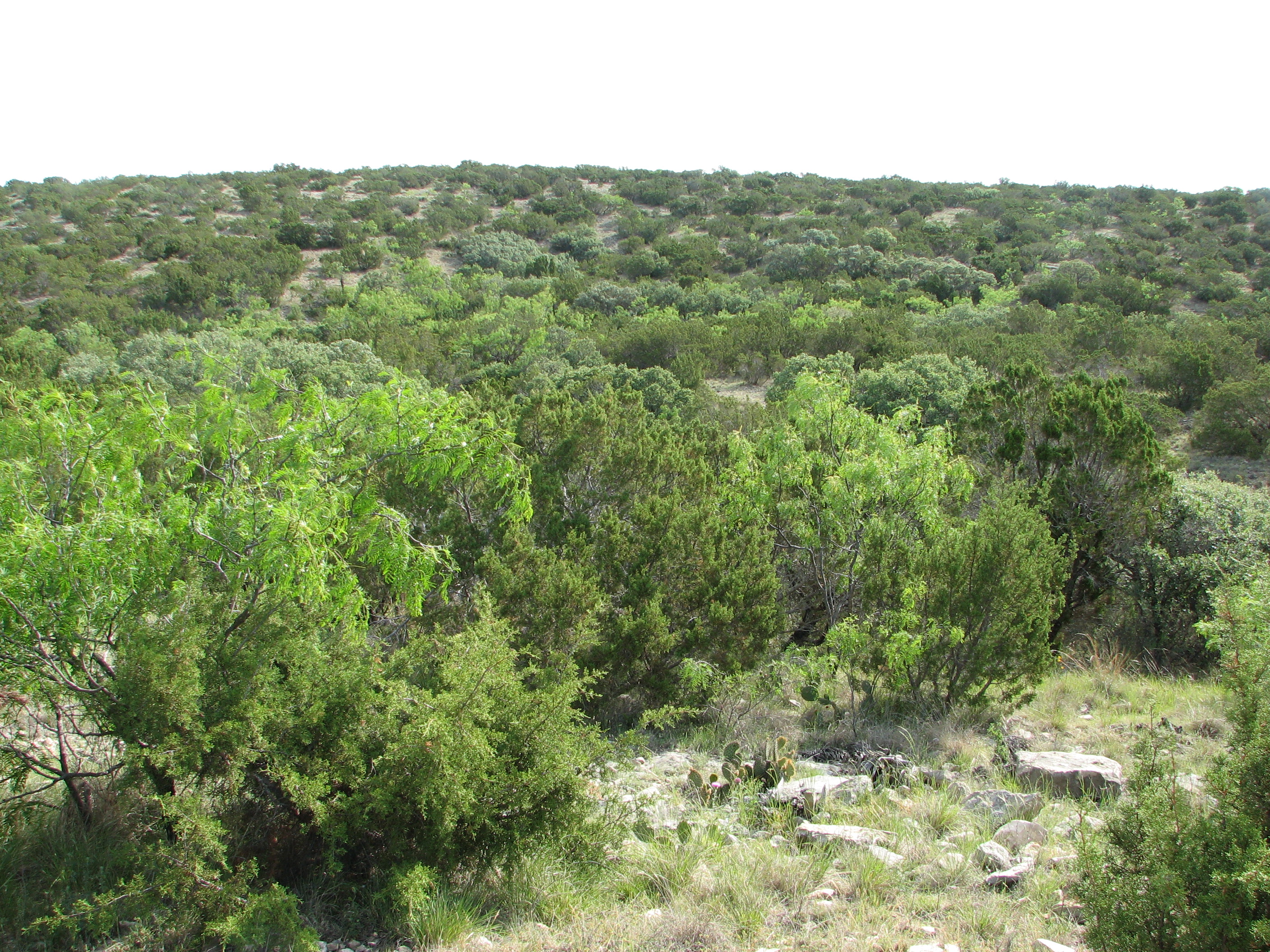 Irion County Ranch | Lee, Lee & Puckitt Associates Inc.