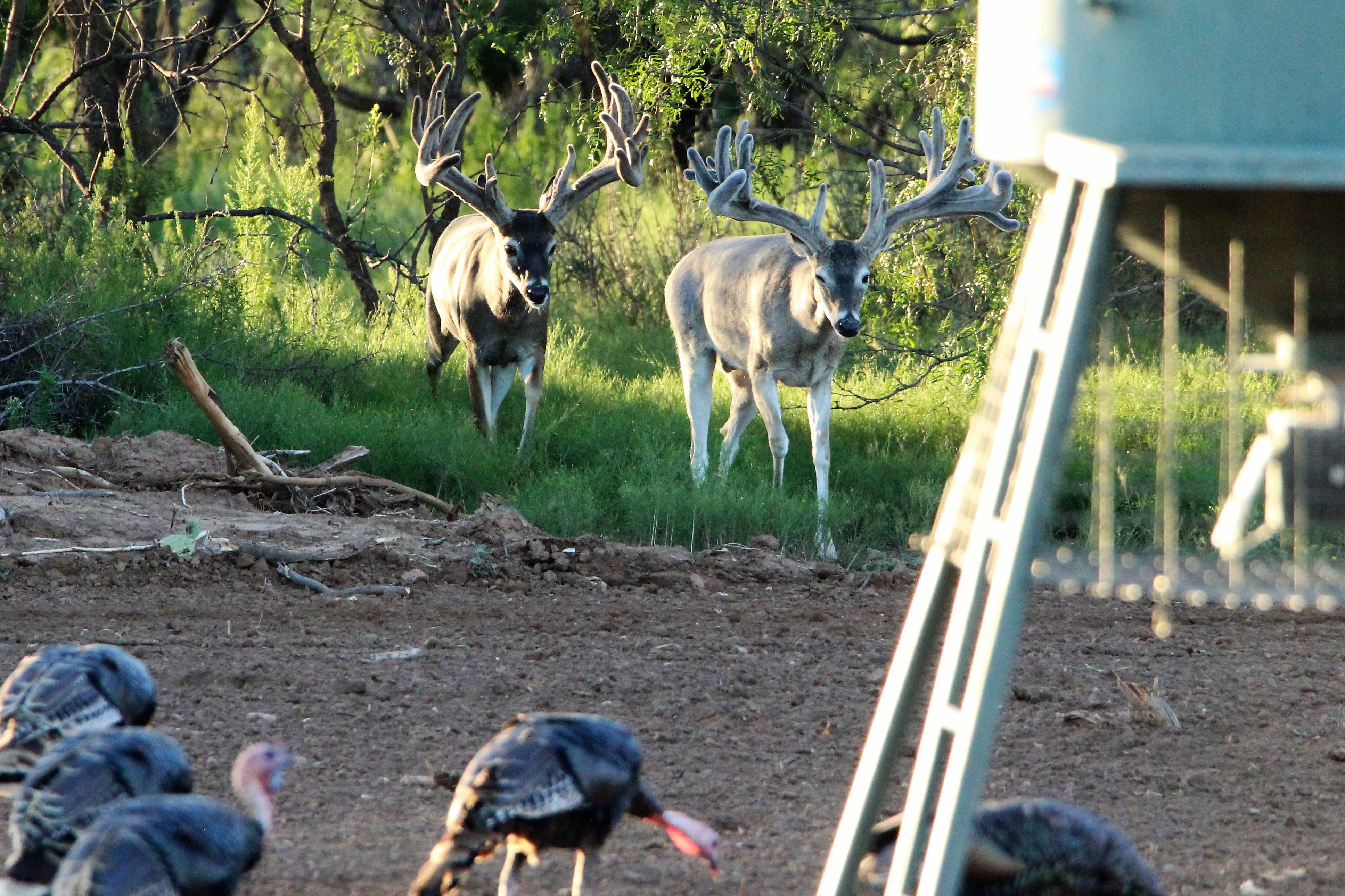 Triple Creek Ranch | Lee, Lee & Puckitt Associates Inc.